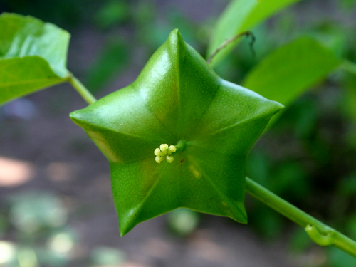 Sacha Inchi - Powder and Oil from the Peruvian Amazon